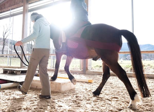 Extreme Trail - TrailPark - Extreme Trail für Pferde aller Rassen