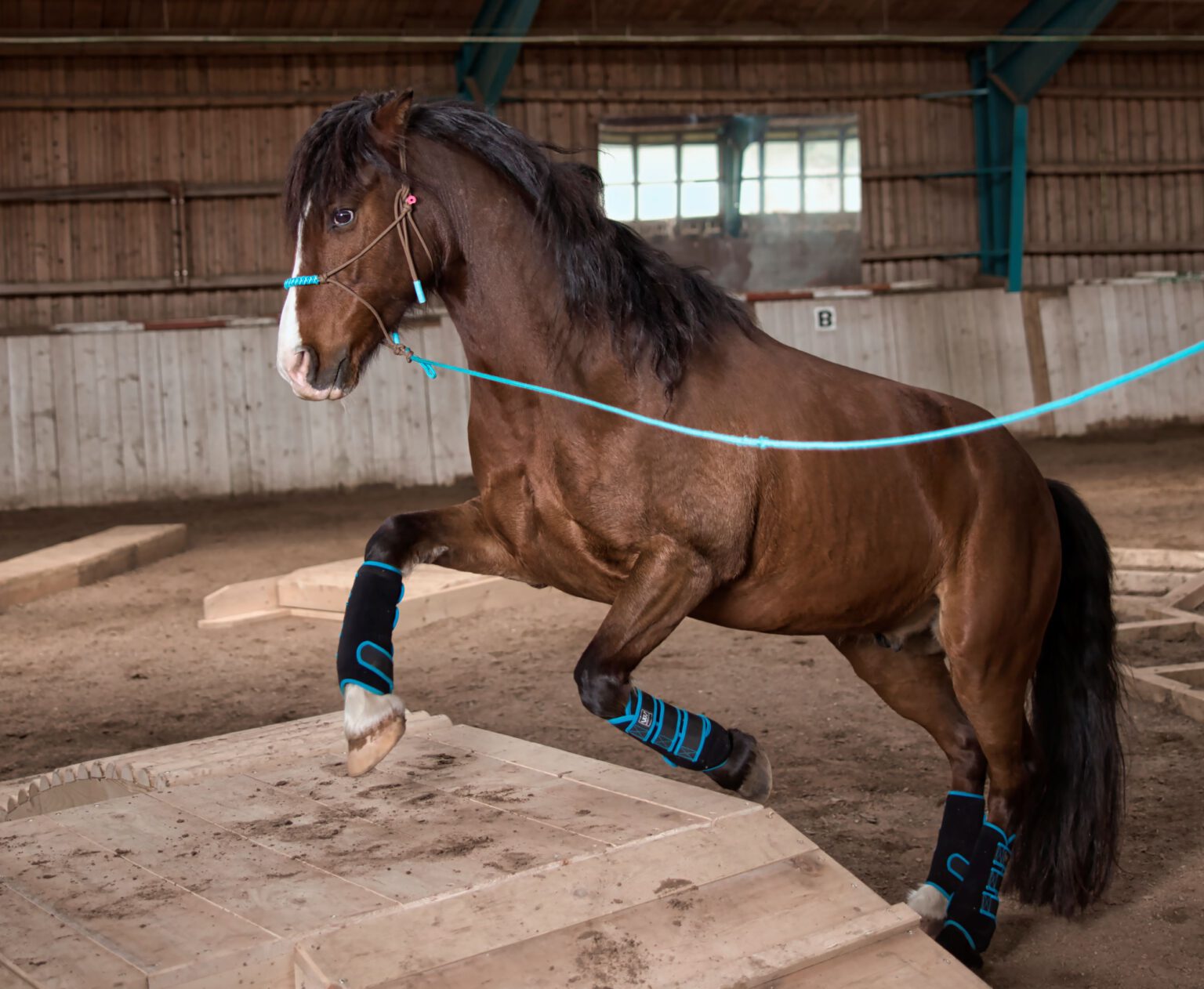 Extreme Trail - TrailPark - Extreme Trail für Pferde aller Rassen